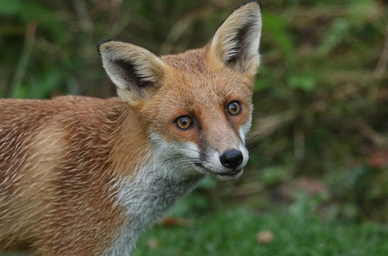 UK to ban puppy farming and snares in welfare reform