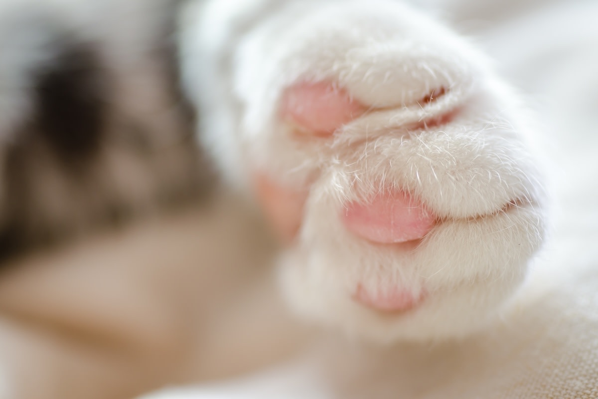 Rescue cat’s cute ‘goatee’ makes him the sweetest gentleman