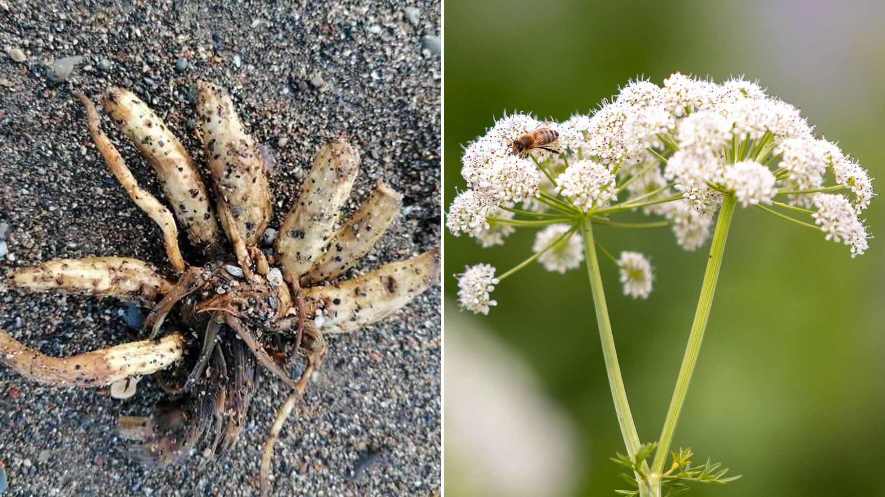 Lethal plant washes up on coast of Cumbria