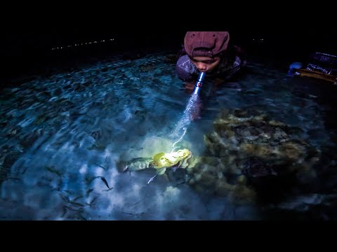 Amazing catch using just a simple bow | Catch & sell