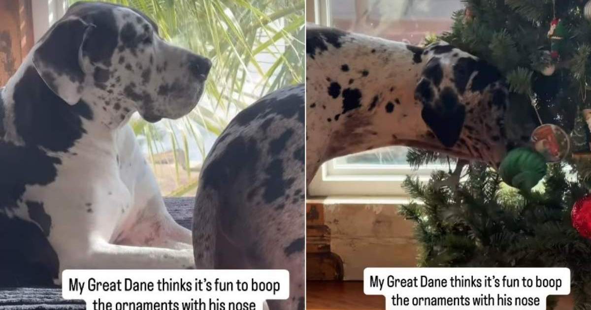 Video: This Great Dane knows what to do with a Christmas tree