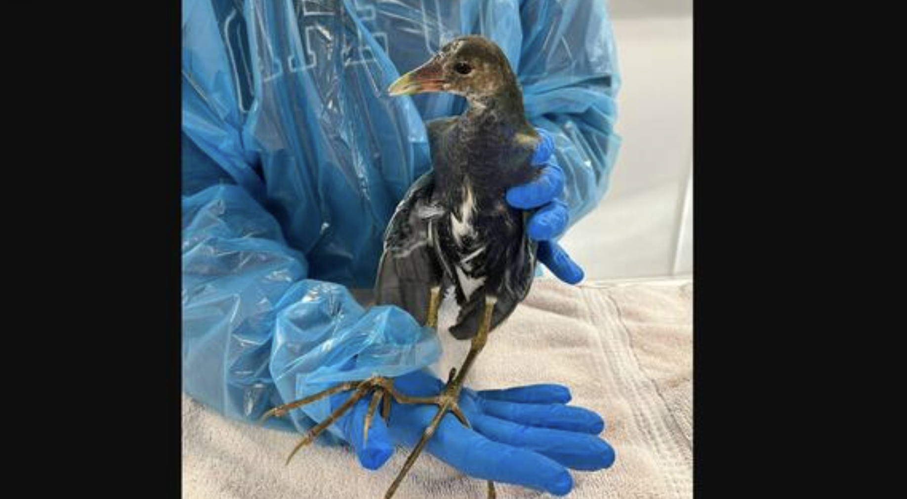 Rare tropical bird blown hundreds of miles north by storm winds now ...