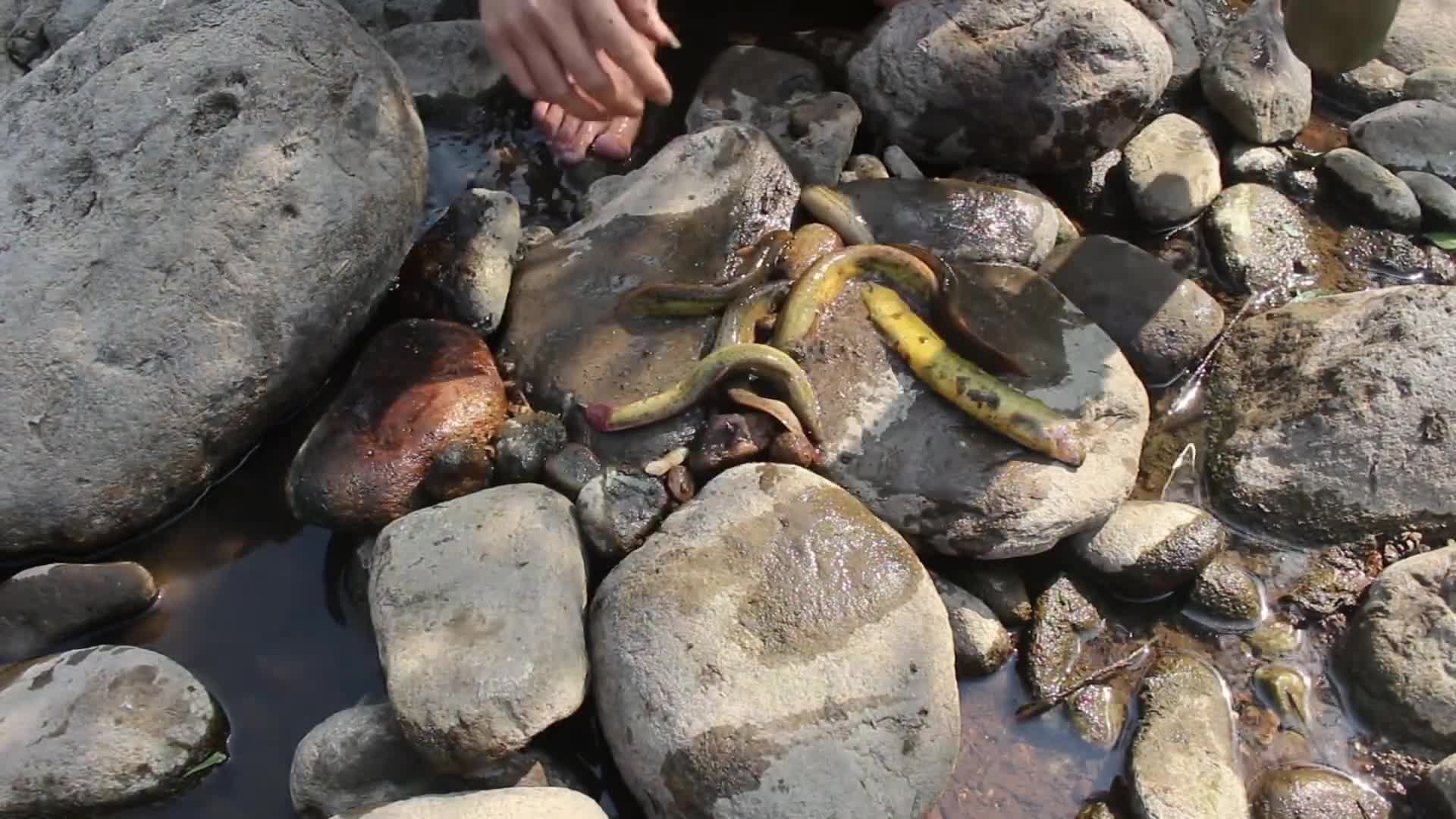 Primitive Technology: Dig eel and steamed in delicious bamboo tube ...
