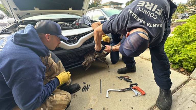 Firefighters carefully free great horned owl trapped in car grille in ...
