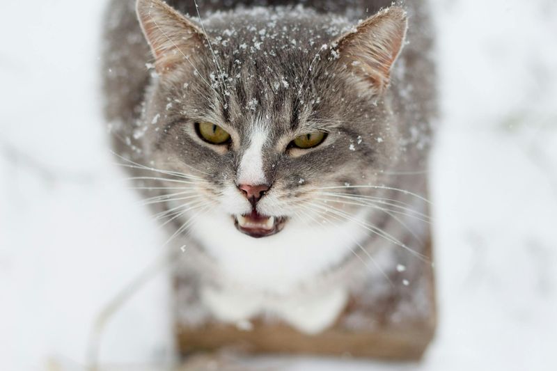 What your cat learns from you – 8 things it might be imitating