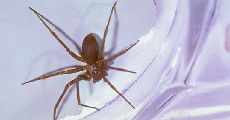 Brown recluse spider bite leaves woman virtually paralyzed: 'I couldn't ...