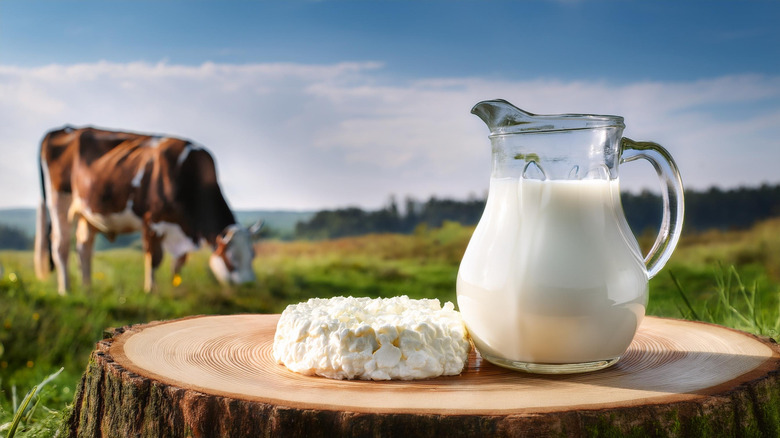 How to choose the best cottage cheese at the grocery store