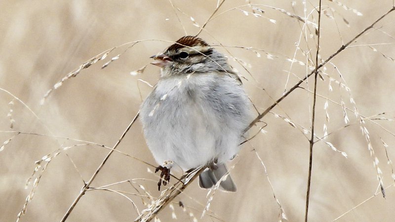 Hot Springs creates Birding Festival of the South
