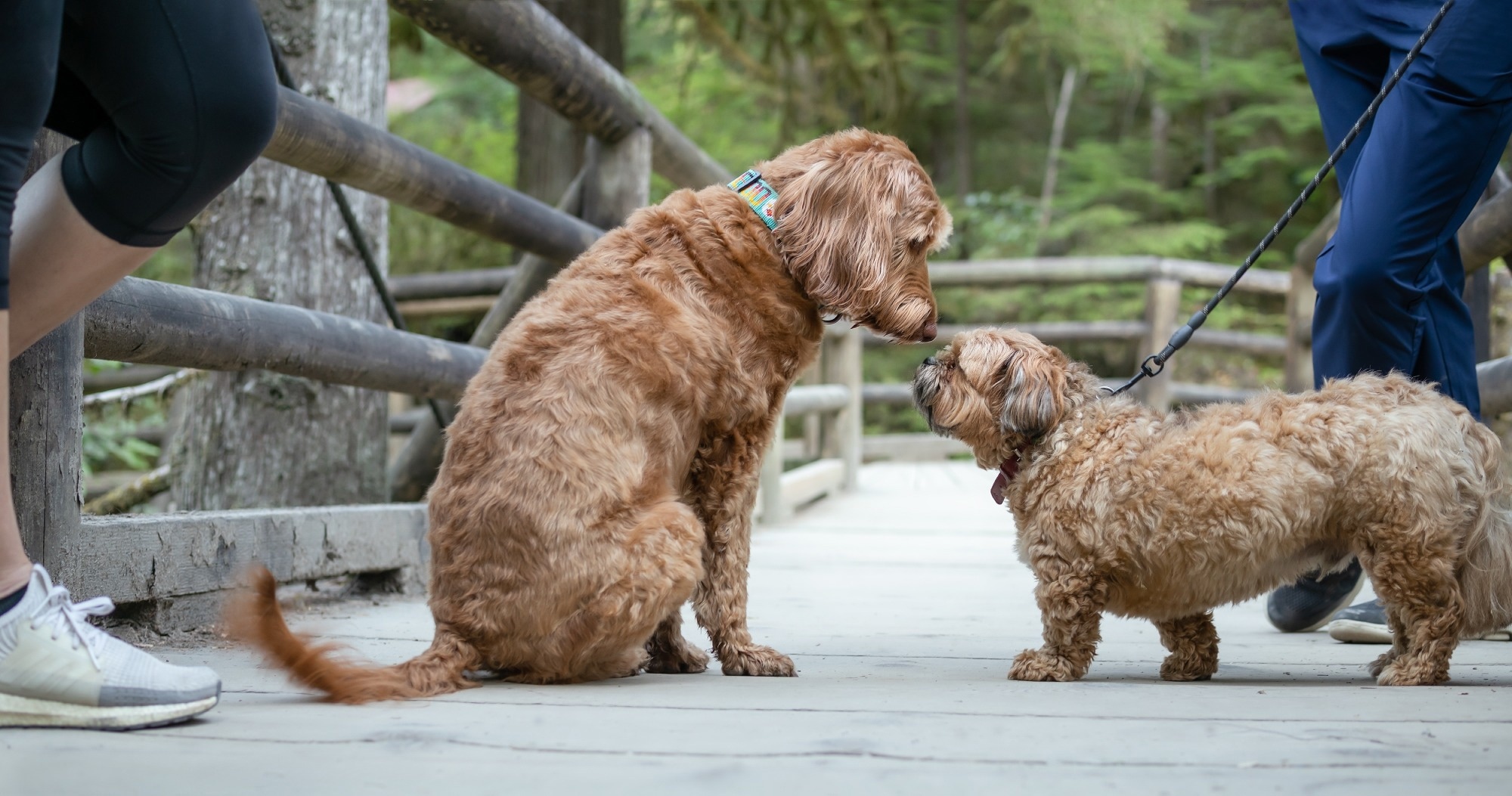 Getting a dog for the first time boosts walking and remote social ties