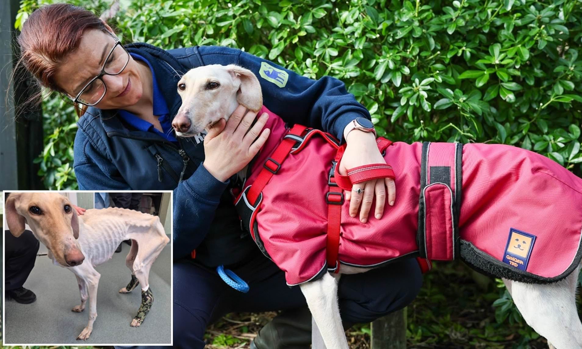 Abandoned Peanut who was 'the thinnest dog ever' finally finds a new ...