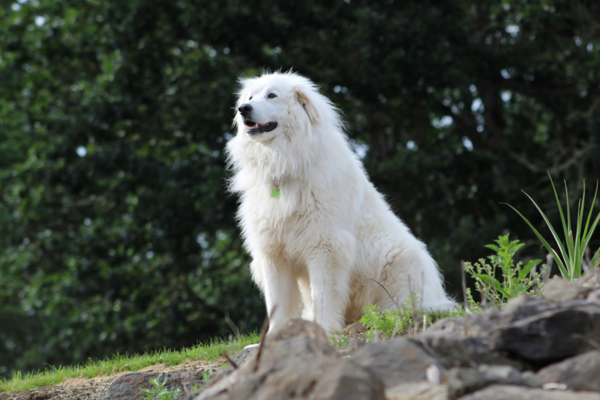 Dachshund adorably tries to get livestock guardian dog to play while he ...