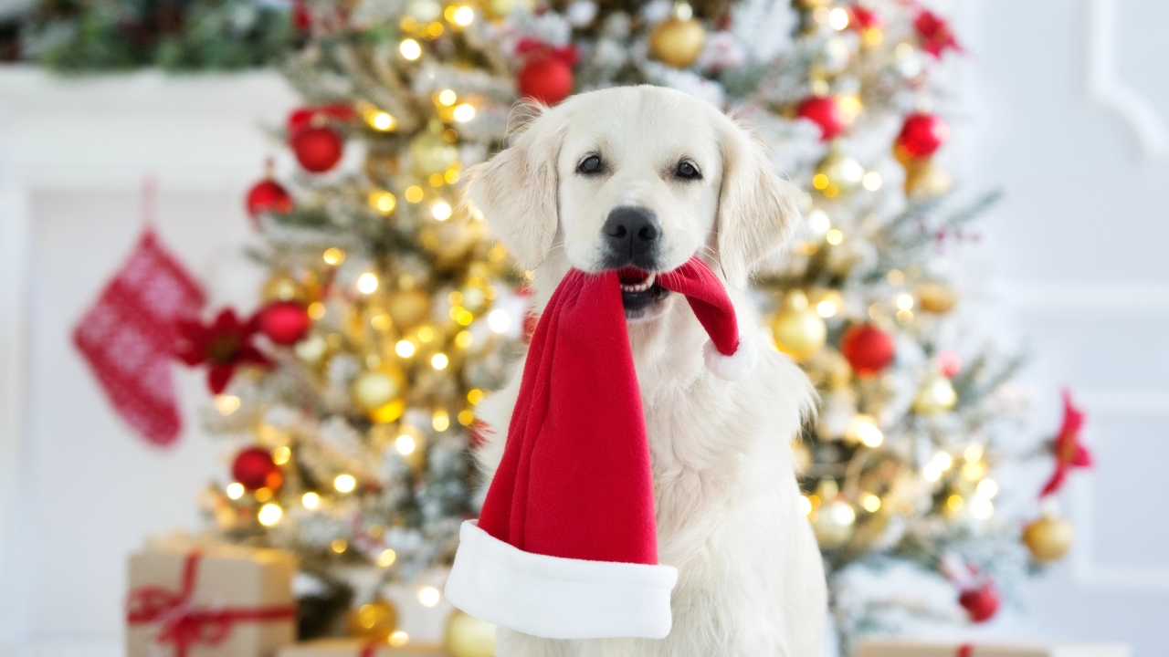 TikTok dogs go viral sharing what they really want for Christmas
