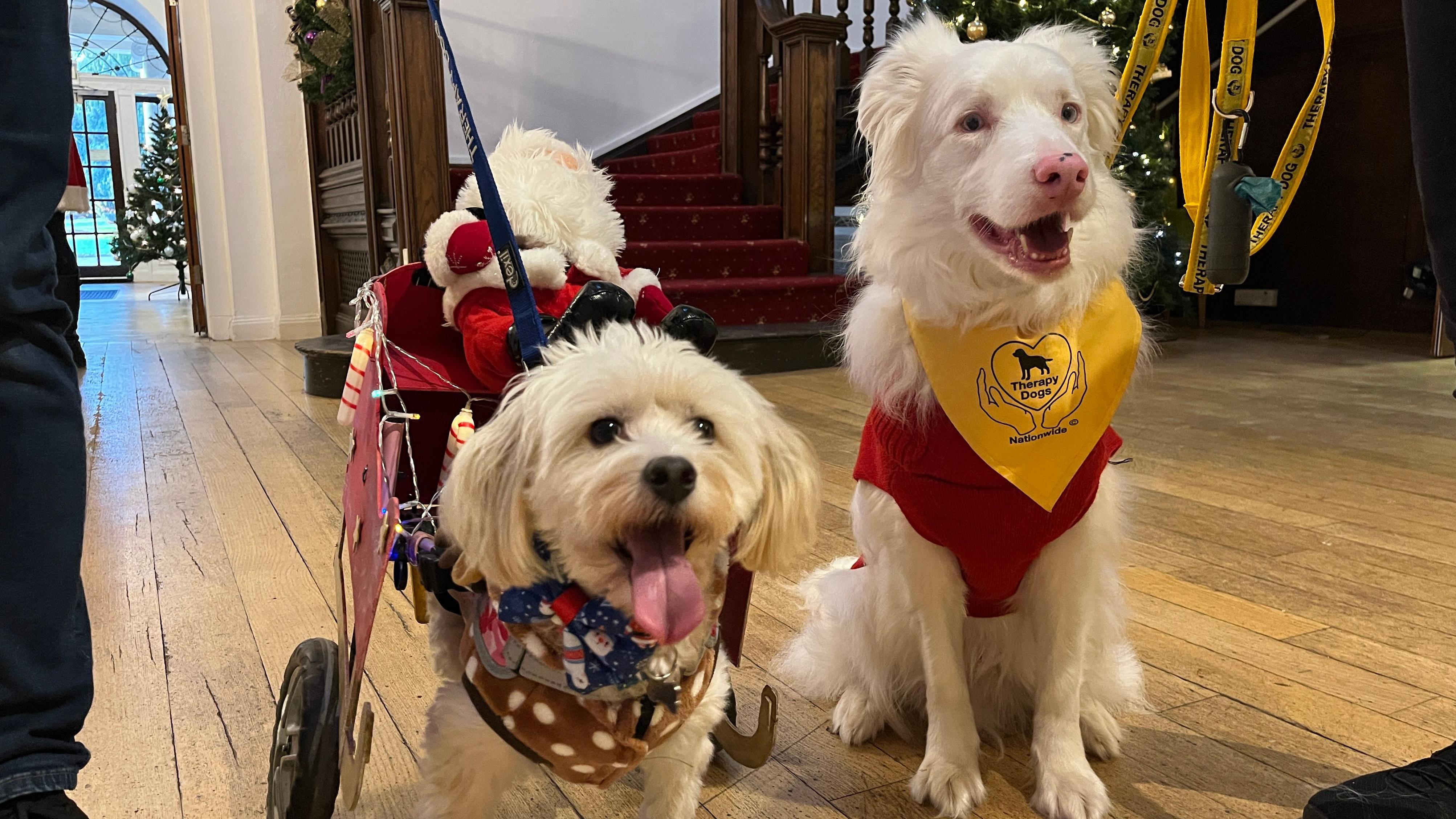 Disabled therapy dogs bring joy at brain care unit