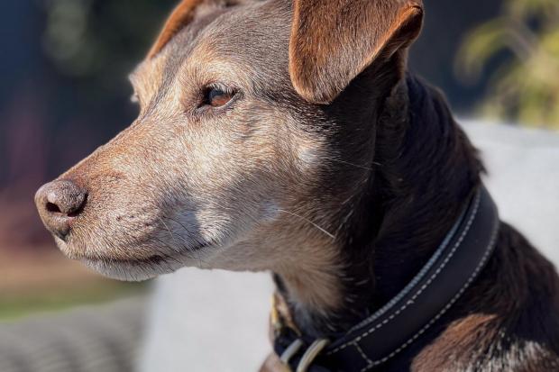 The pain and grief of losing a family pet