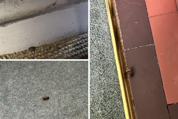 Pregnant mum 'dragged from pillar to post' after home deemed 'unlivable'