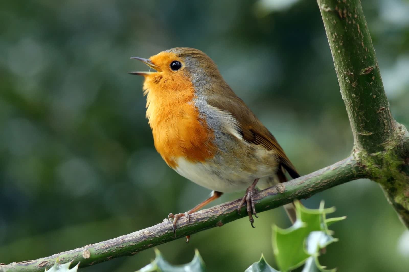 These simple kitchen scraps will make robins flock to your garden this ...