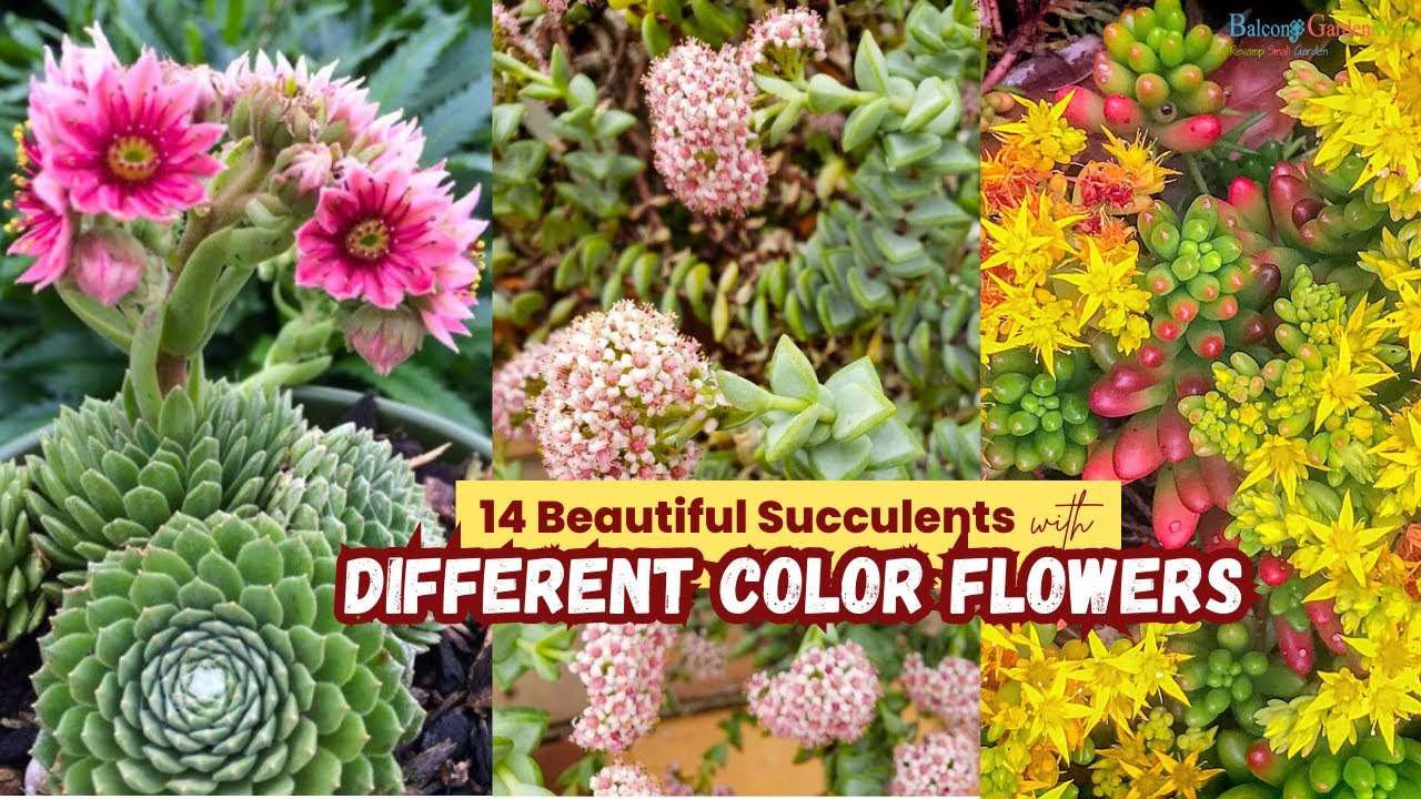 Stunning succulent blooms: 14 colorful varieties to grow