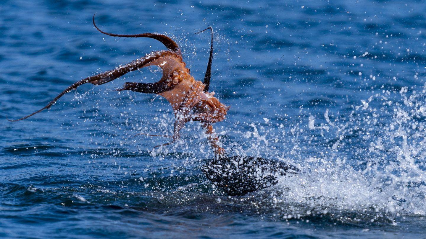 Retiradas 109 nasas ilegales para capturar pulpo frente a Torre de la ...