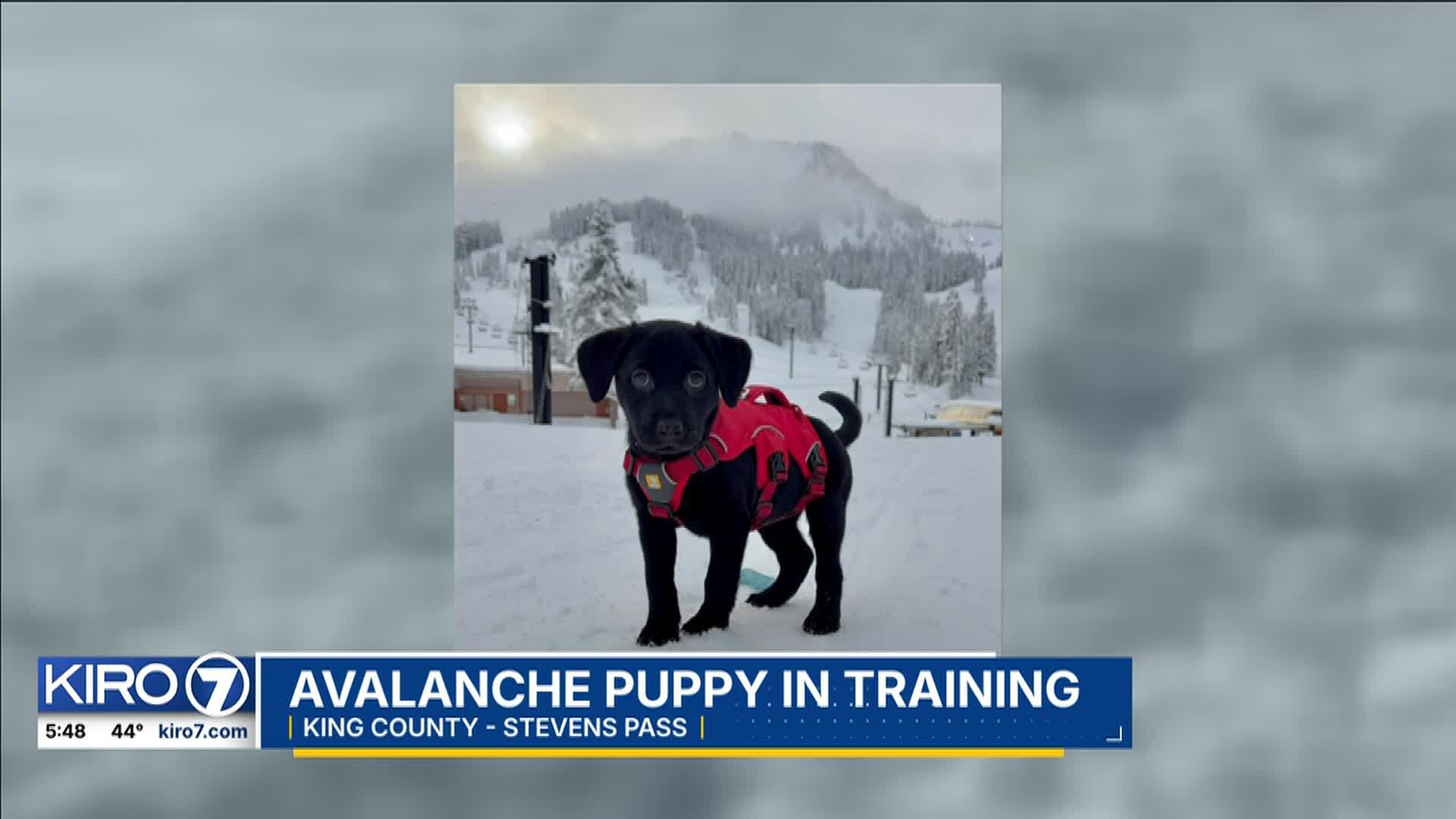 Stevens Pass announces new avalanche rescue puppy