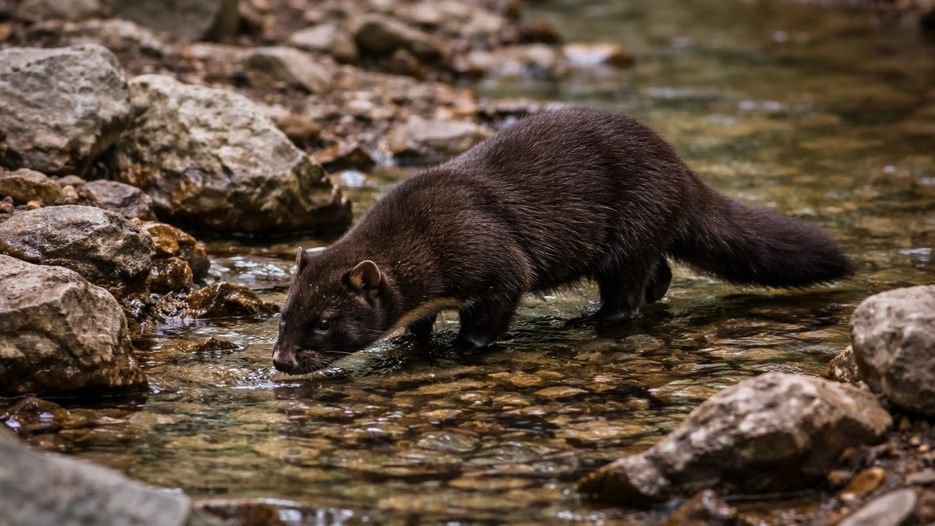 Hidden camera by the river captures this moment