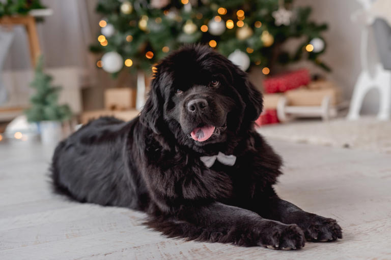 Newfoundland gets an early Christmas present from grandma and looks to ...