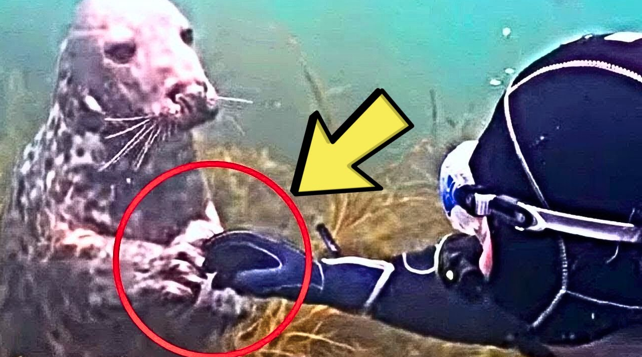 Diver encounters an unusual seal behavior and discovers an unexpected ...