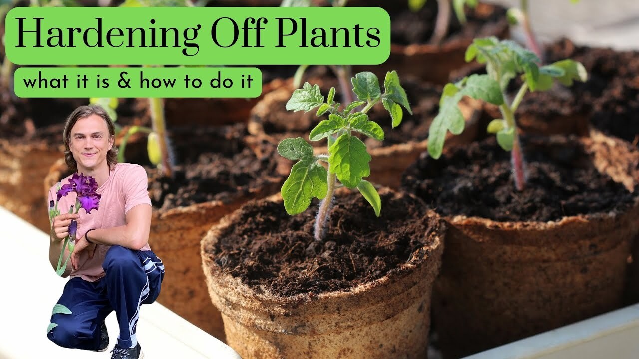 Hardening off plants - What it is, how to do it - Seedlings ...