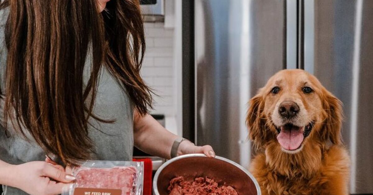 5 subtle signs your dog might need a food upgrade