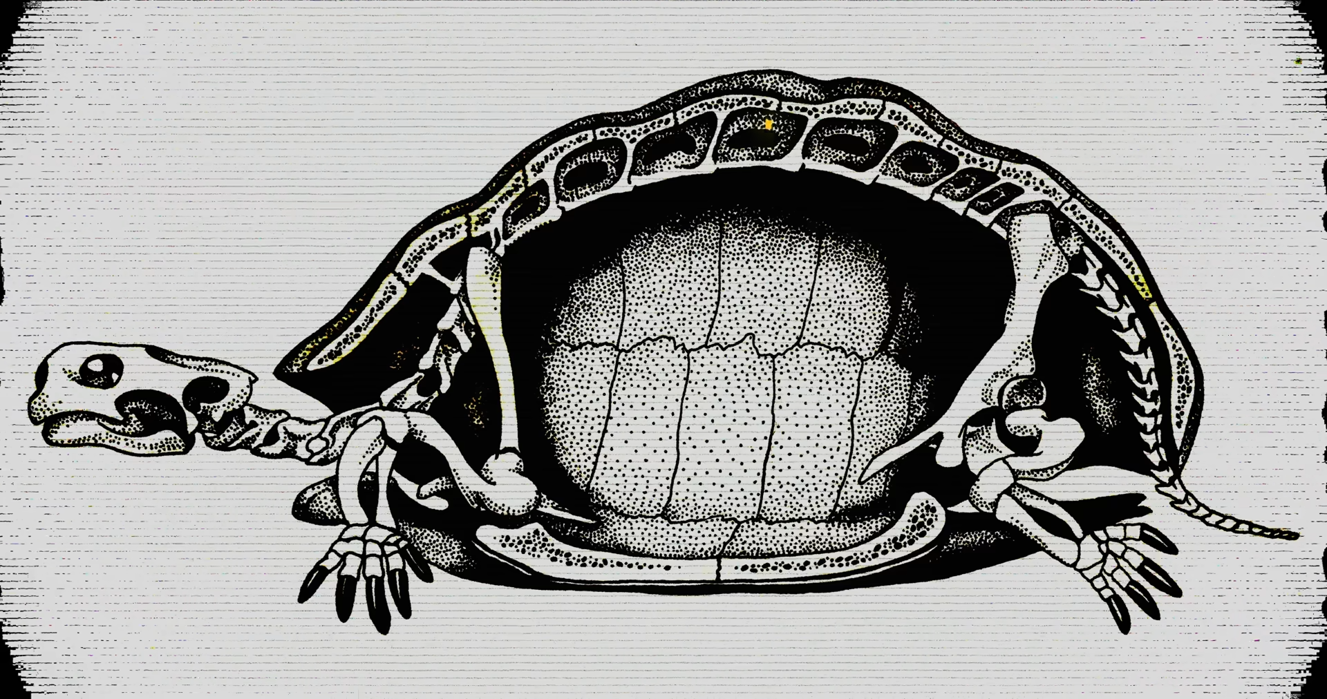 Inside the origins of a shell that changed survival forever