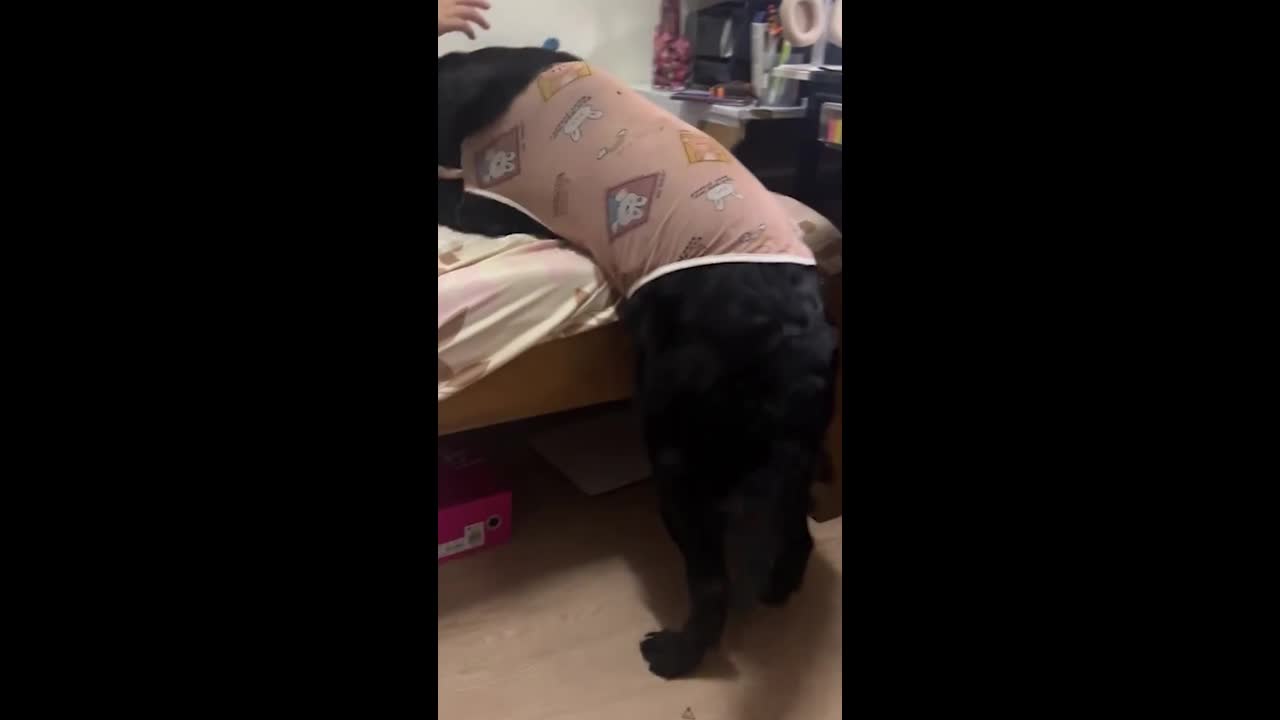 Hefty dog struggles to climb onto bed with owner