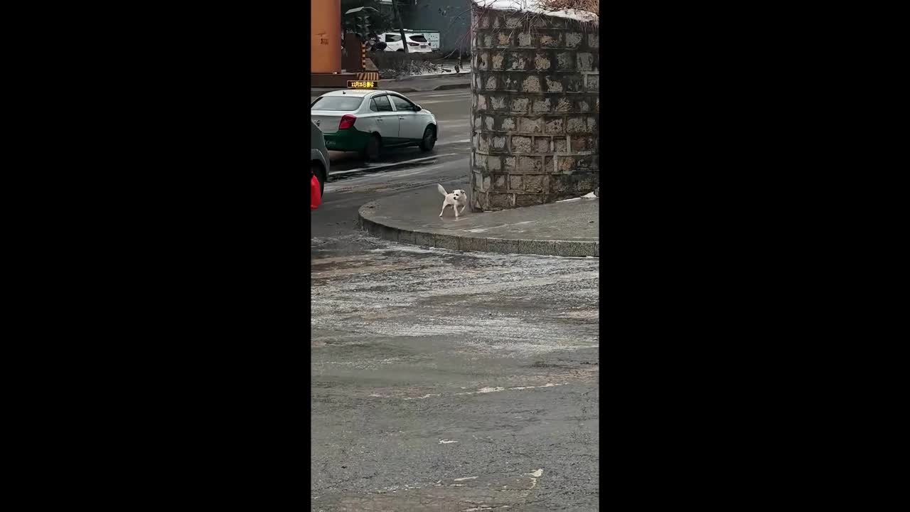 Heartwarming moment passerby helps puppy struggling up icy slope