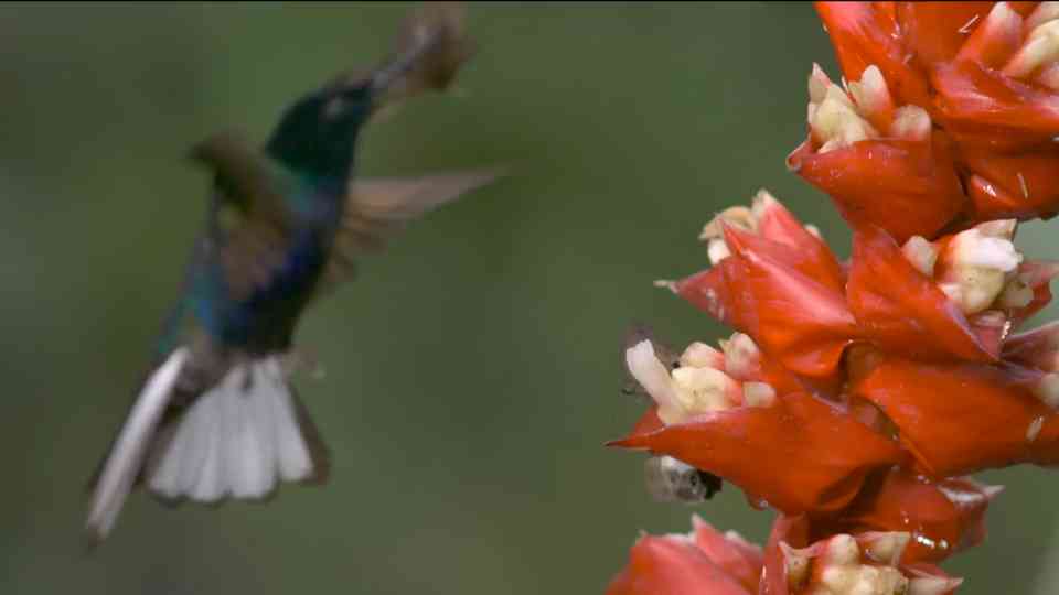 How the world’s most impressive birds stack up in a competitive tier list