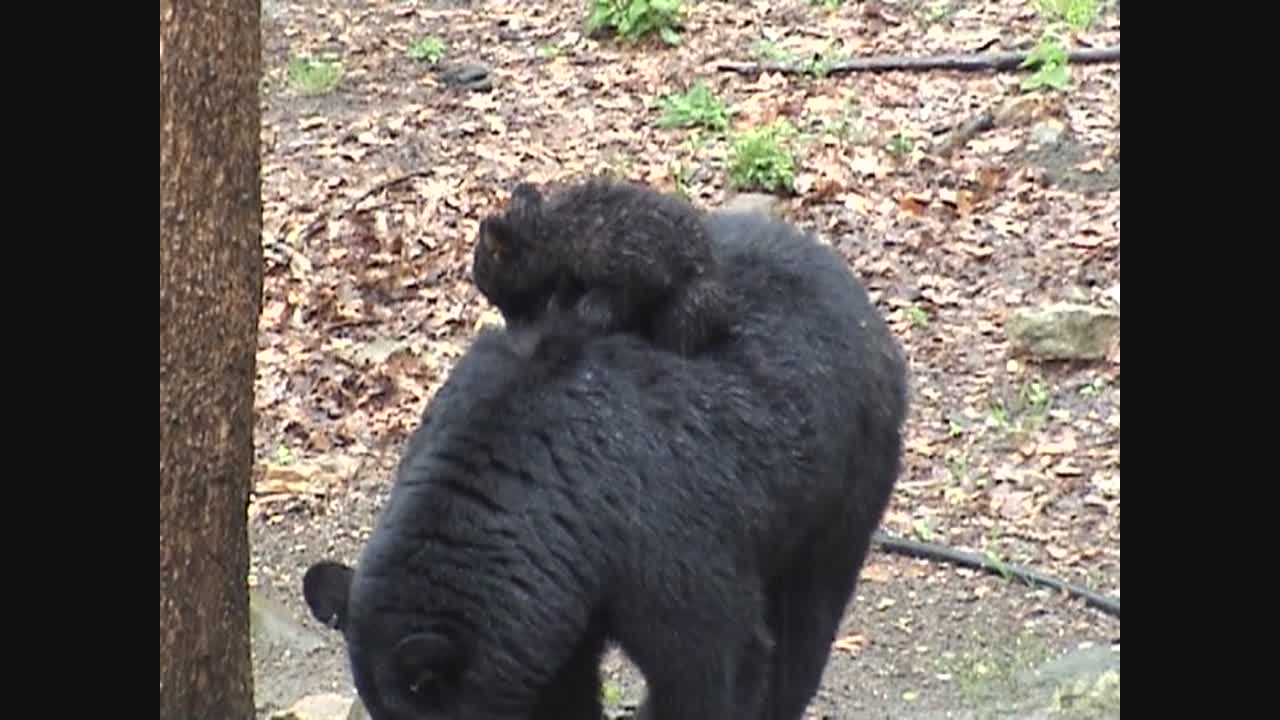 Cub rides piggyback on mama bear