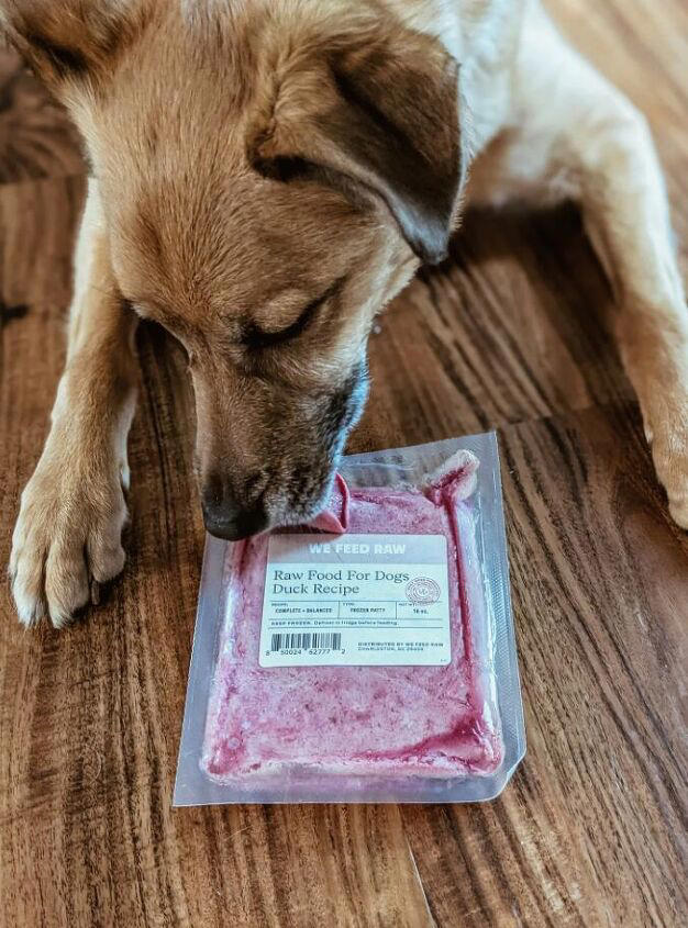 5 subtle signs your dog might need a food upgrade