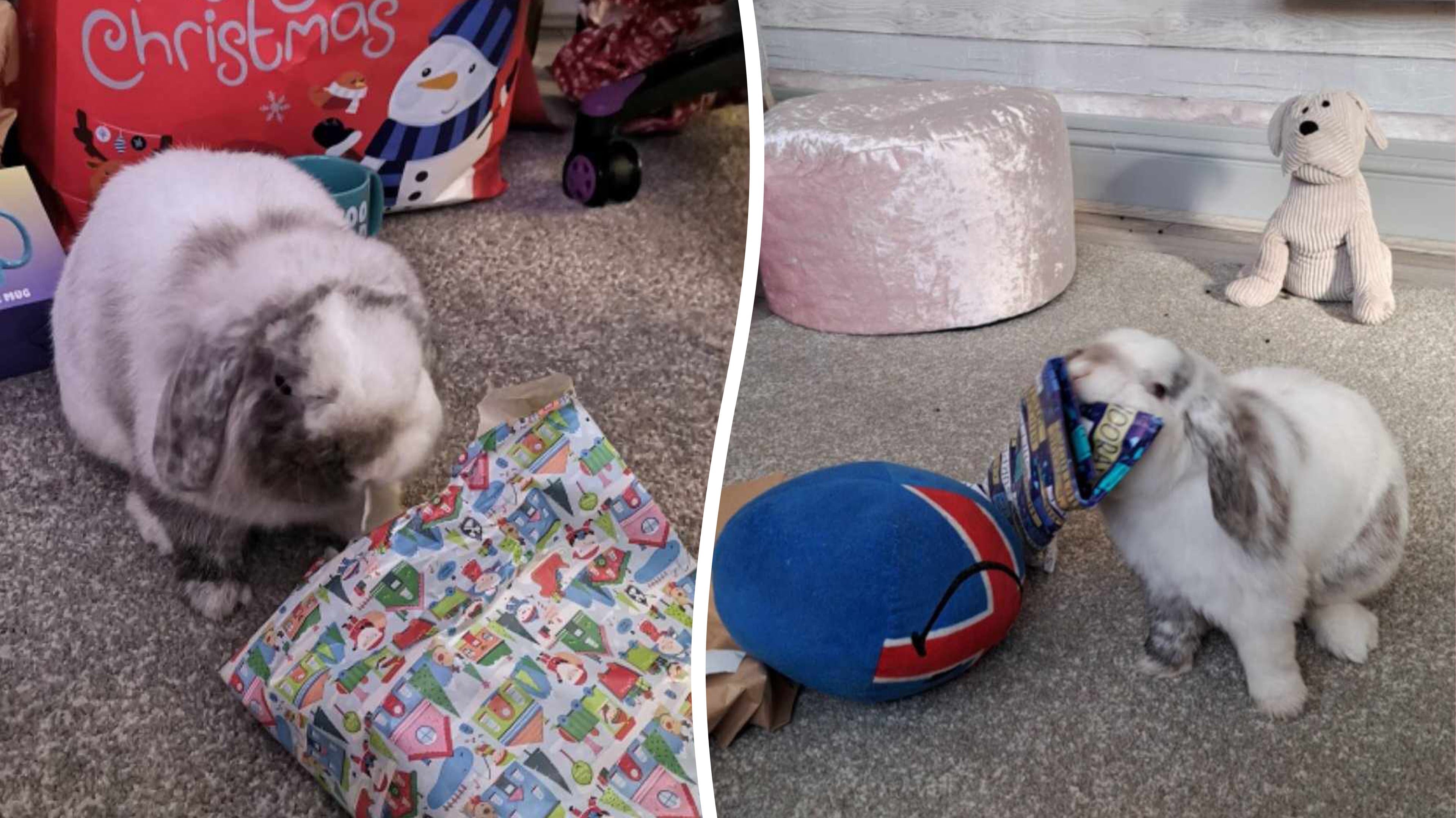 My bunny is obsessed with Christmas - he loves opening gifts