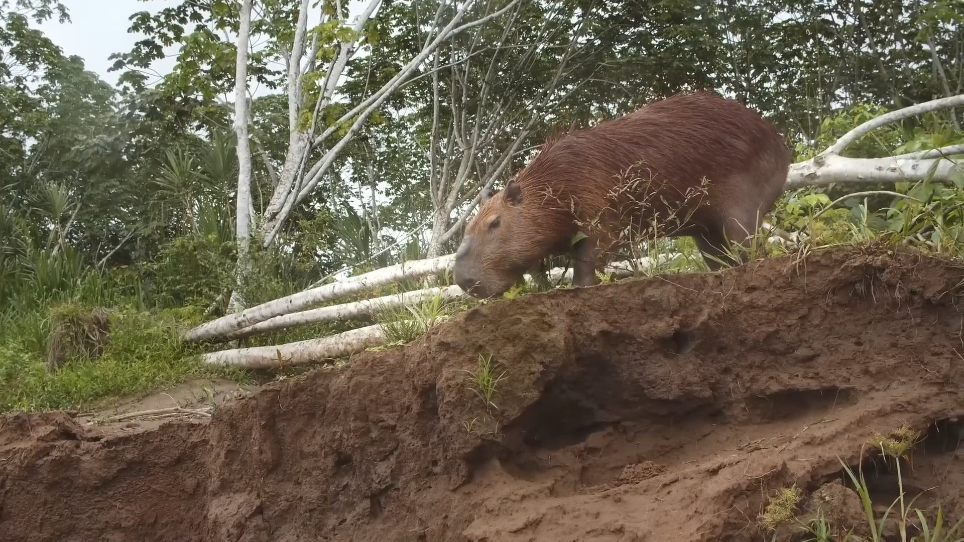 Why experts warn that these harmless-looking creatures can turn deadly fast