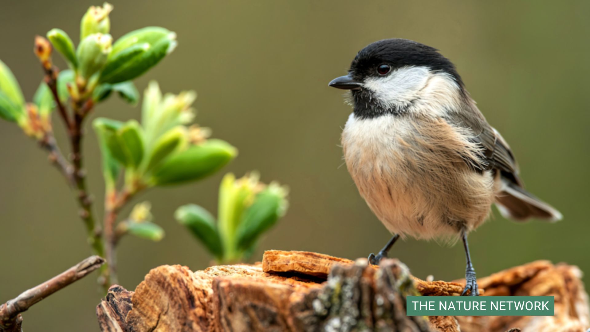 13 rare birds living in Britain’s woodland