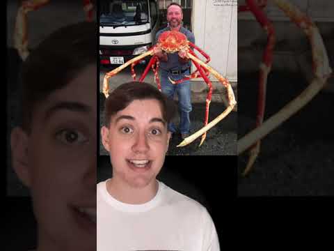 The strangest deep-sea creatures found in Japanese waters