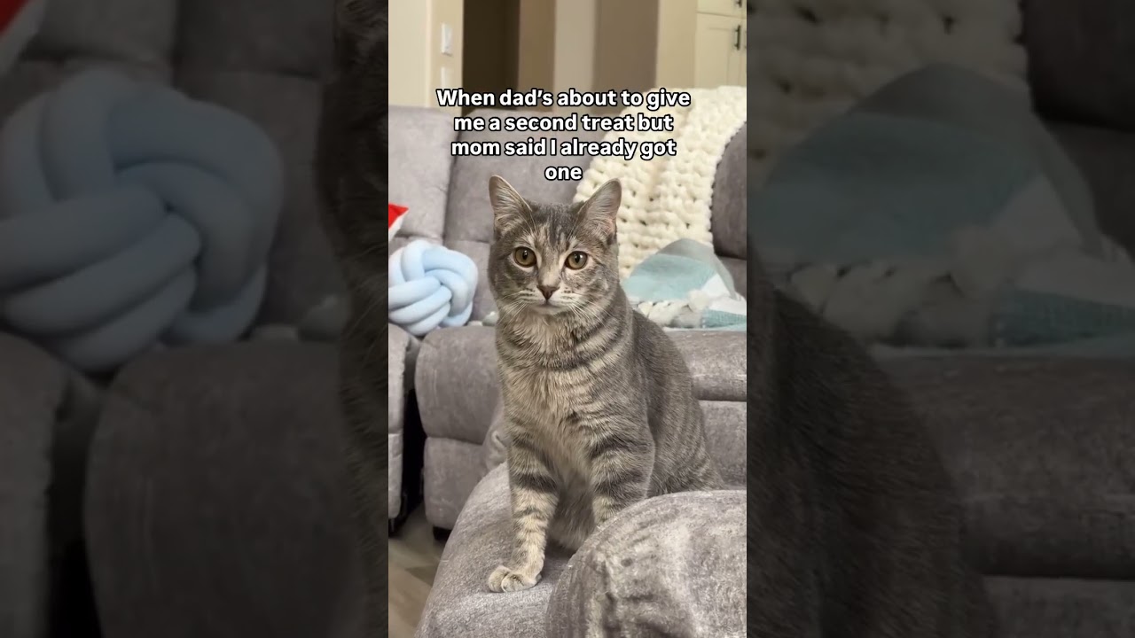 Cat tries to go behind mom’s back for a second treat