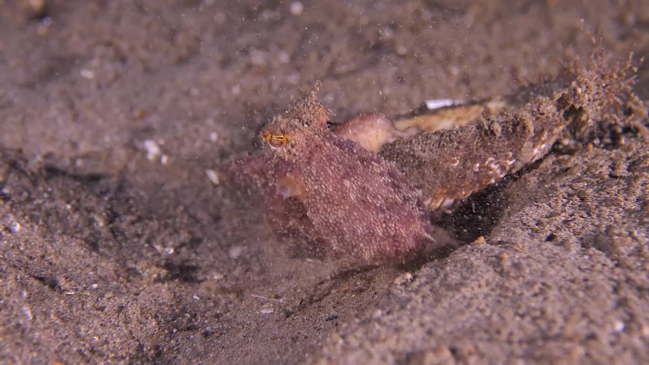 Coconut octopus positions itself in shell