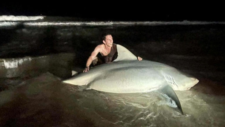 Enormous bull shark caught off Queensland coast