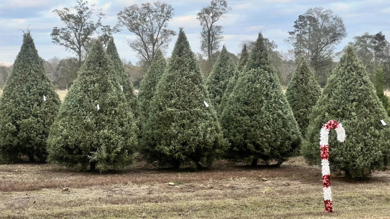 Richton Christmas tree farm grows community roots, traditions