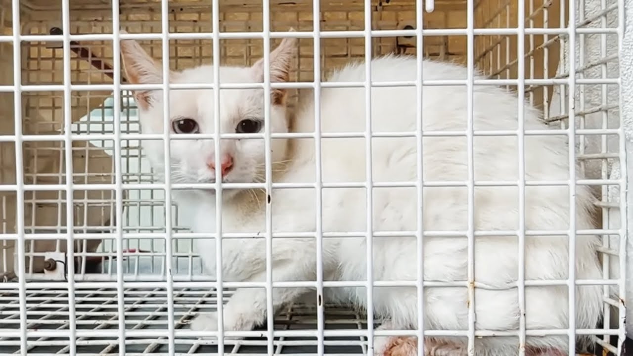 Every second counts to save Alba’s life