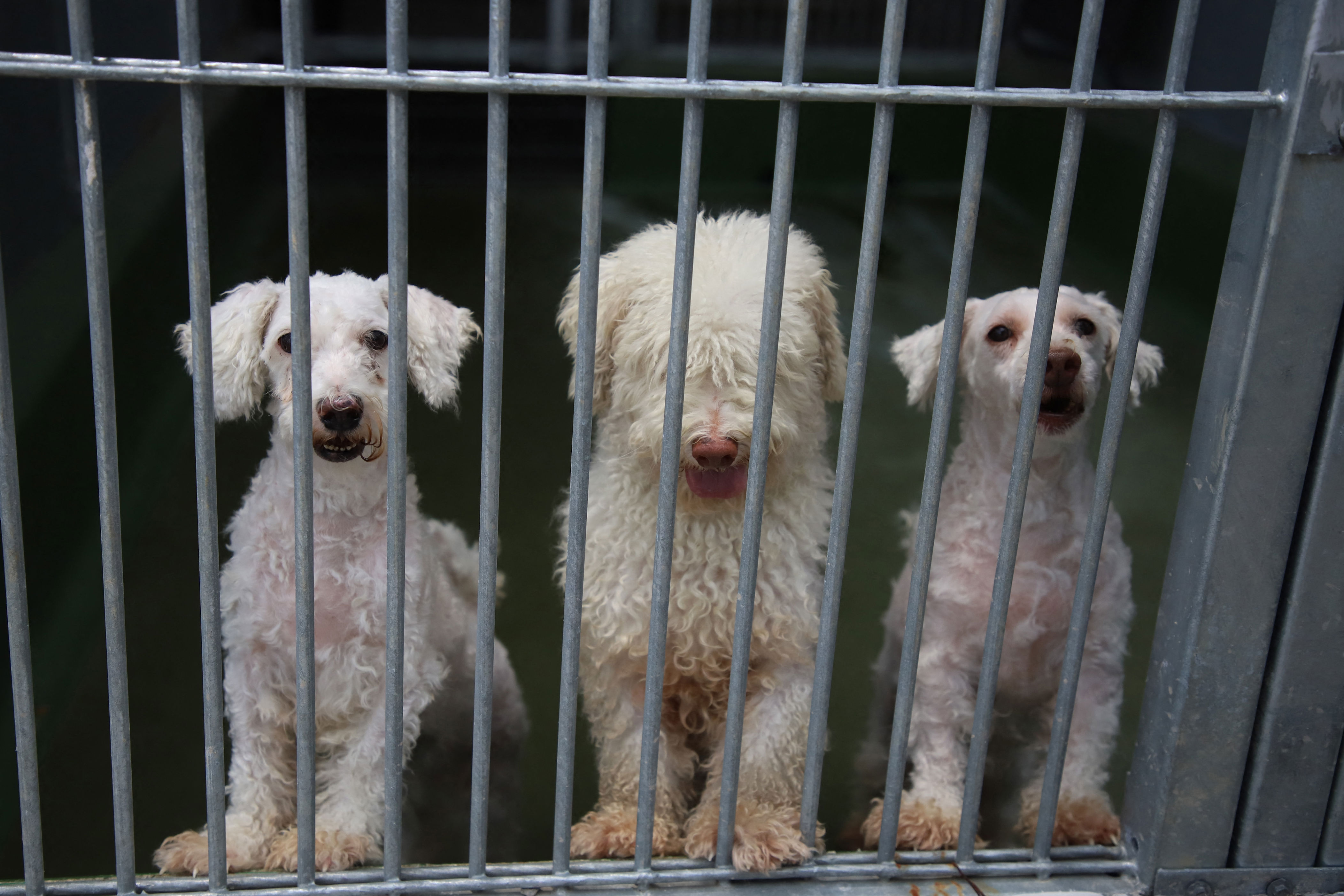 SPCAs stretched as animal intake expected to rise