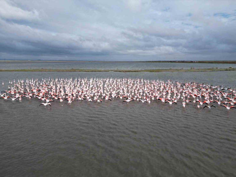 Enez Gala Gölü flamingolara ev sahipliği yapıyor