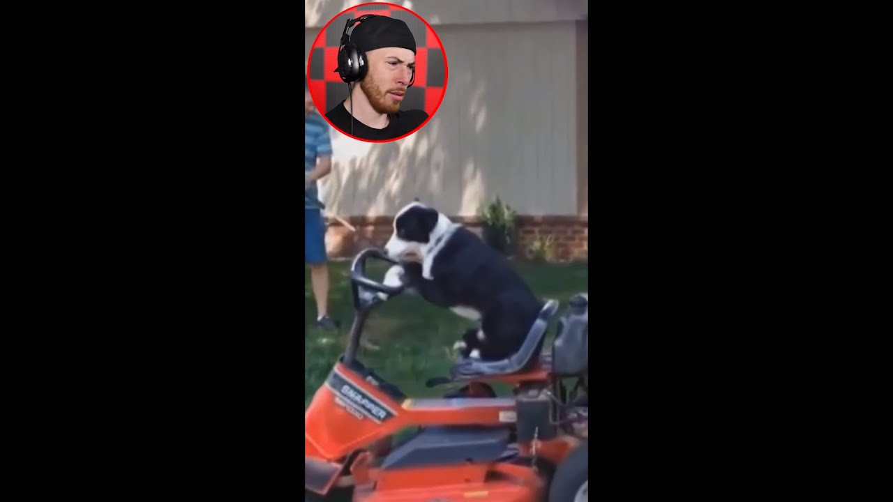 Reacting to humorous animal-themed online images