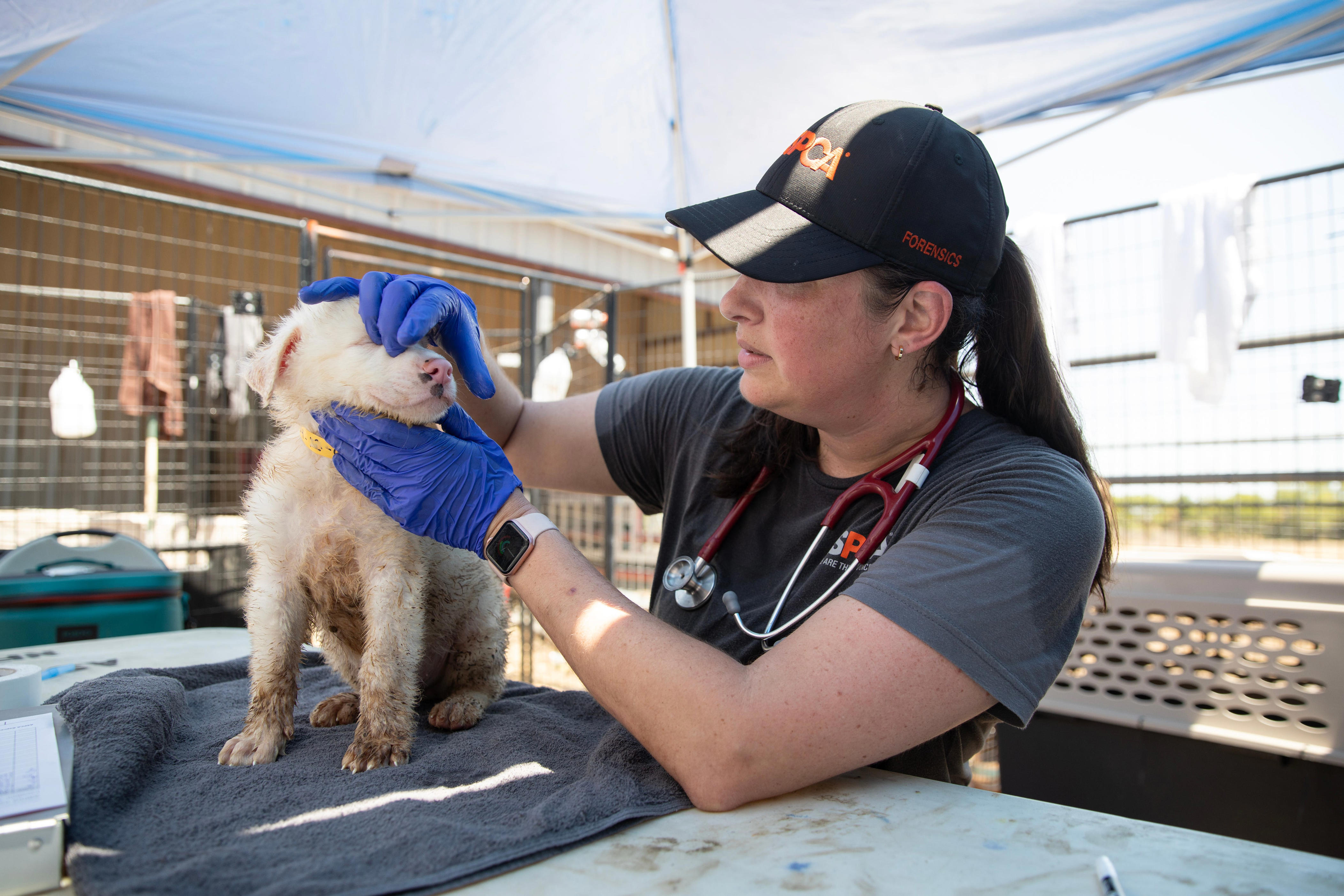 5 years in, animal forensics lab in Gainesville making nationwide impact