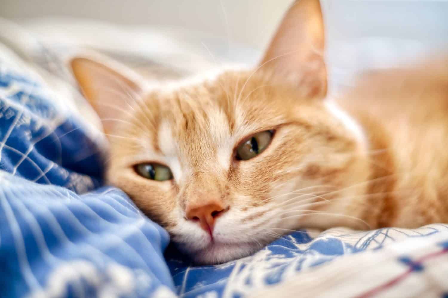 Keep these scents out of your home if you have cats