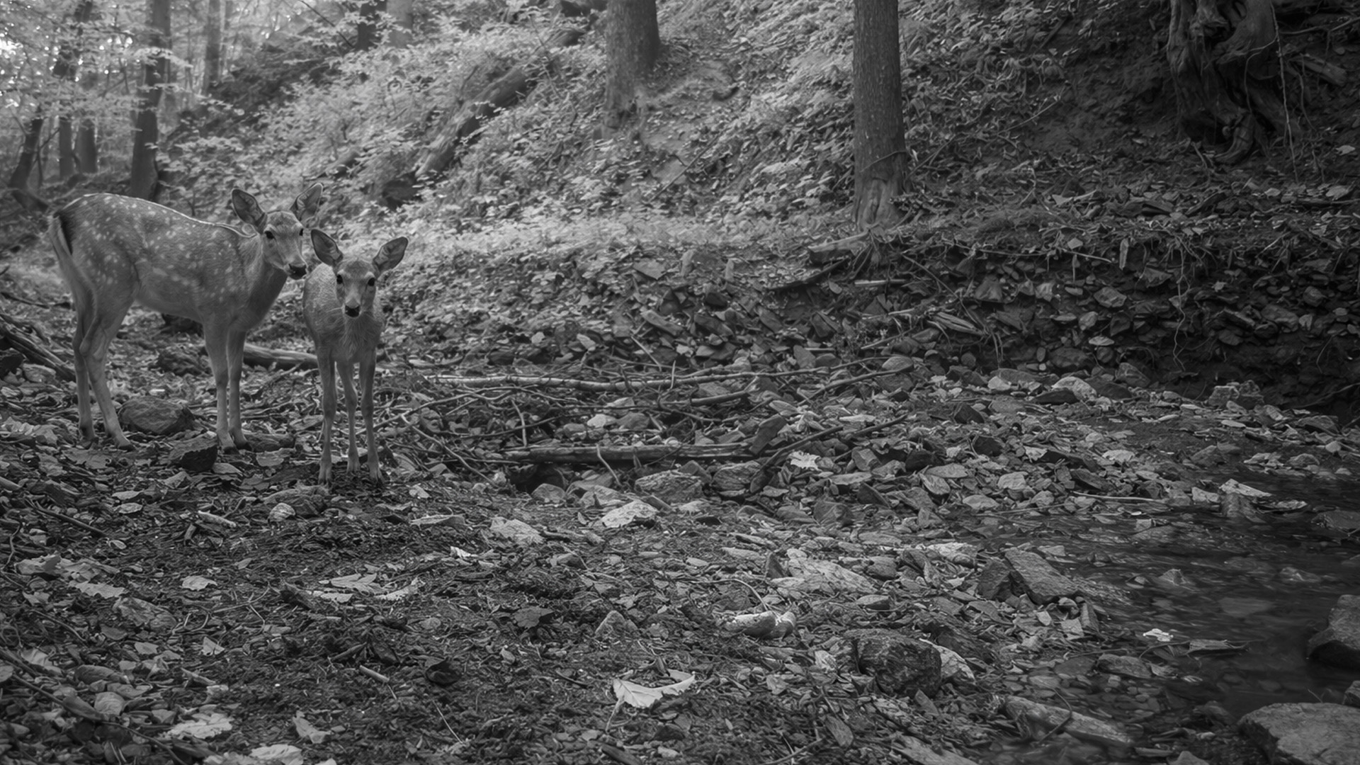 Esto fue captado en silencio por una cámara en la orilla del río