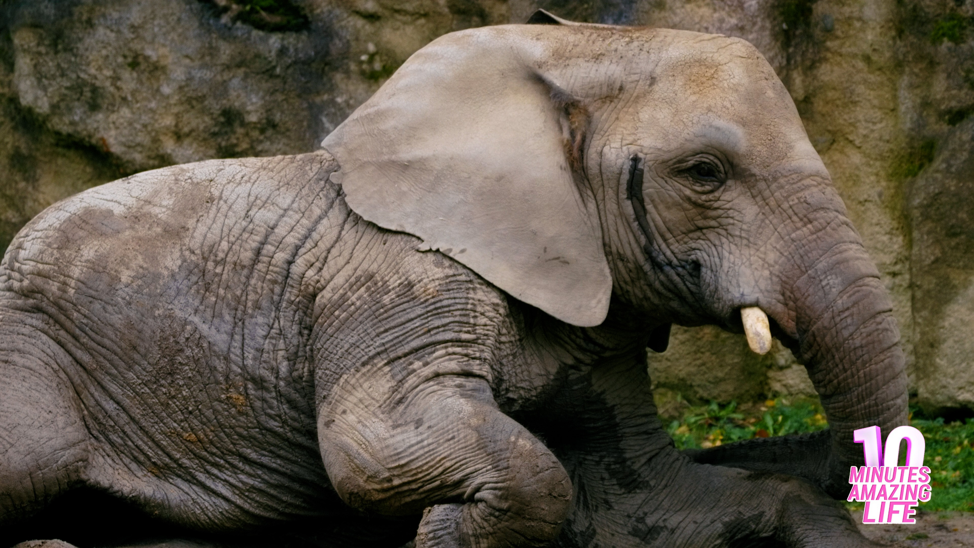 I captured a rare elephant moment on camera